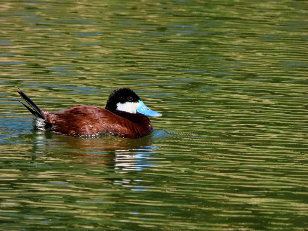 Ruddy Duck from FW6G+W2, Zoológico de San Juan de Aragón, Gustavo A ...