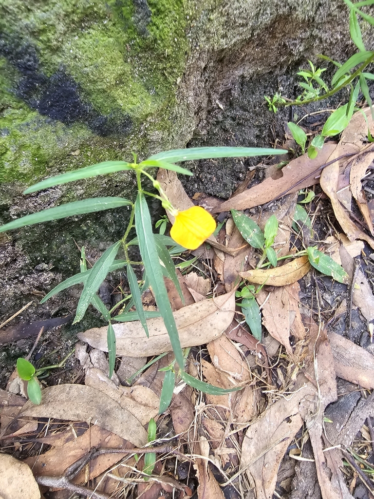 spade flower from Caboolture QLD 4510, Australia on April 6, 2024 at 02 ...