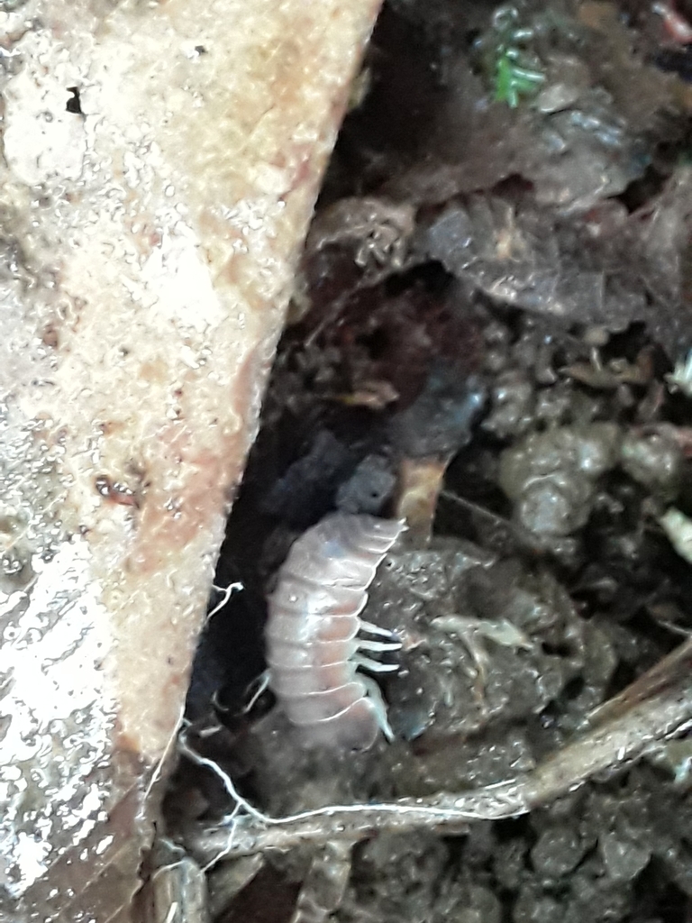 Crinocheta from Tena_ Napo on April 27, 2019 at 04:20 PM by lidia ...