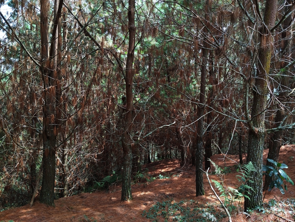 Jelecote pine from Antioquia on March 30, 2024 by YeferA.S. · iNaturalist