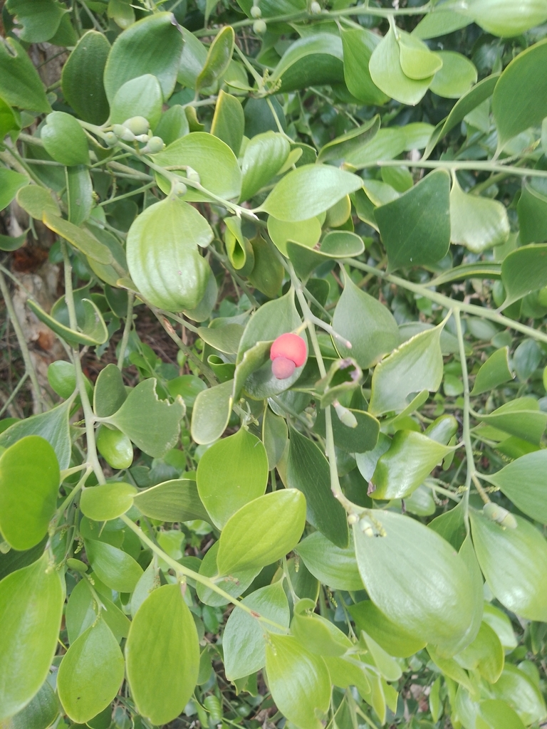 Broad Leaved Native Cherry from Moore Park Beach QLD 4670, Australia on ...