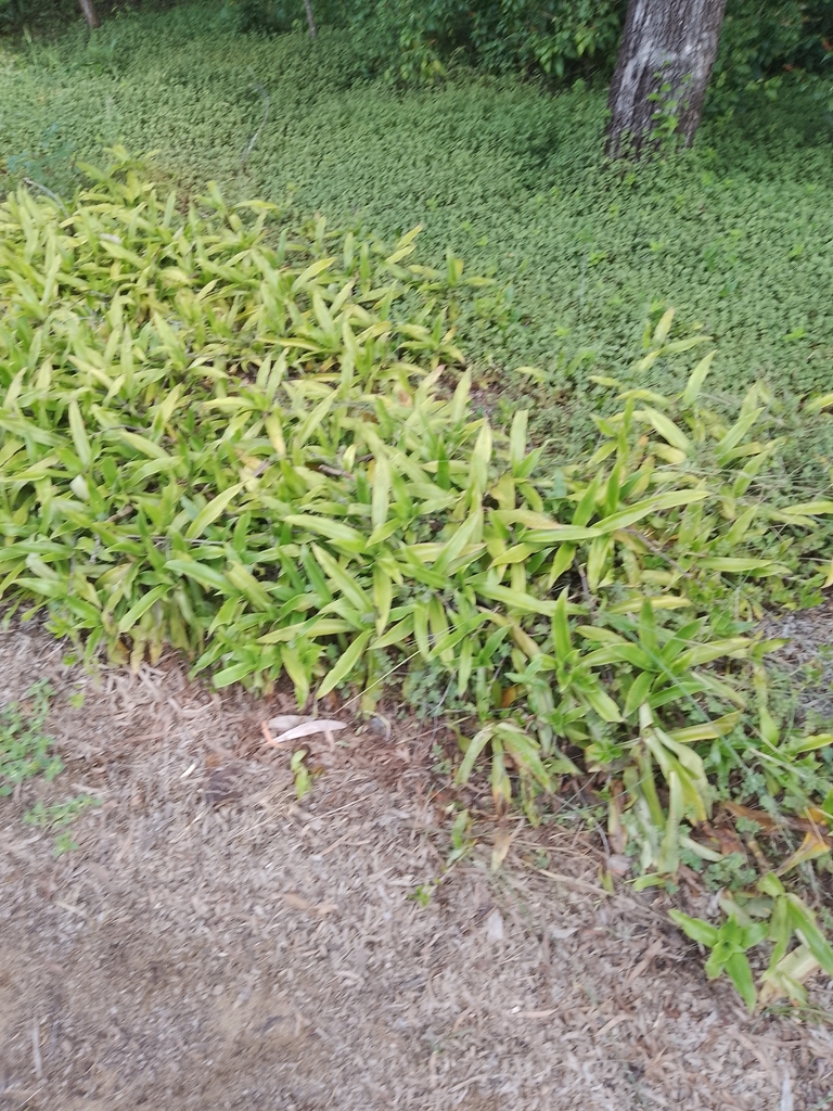 False Bromeliad Plant from Moore Park Beach QLD 4670, Australia on ...