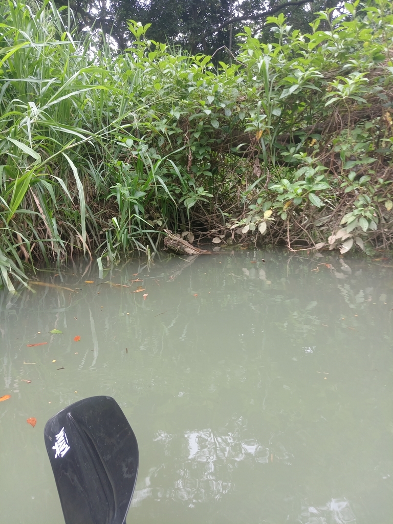 Common Basilisk from FRF2+C9J, Provincia de Puntarenas, Quepos, Damas ...