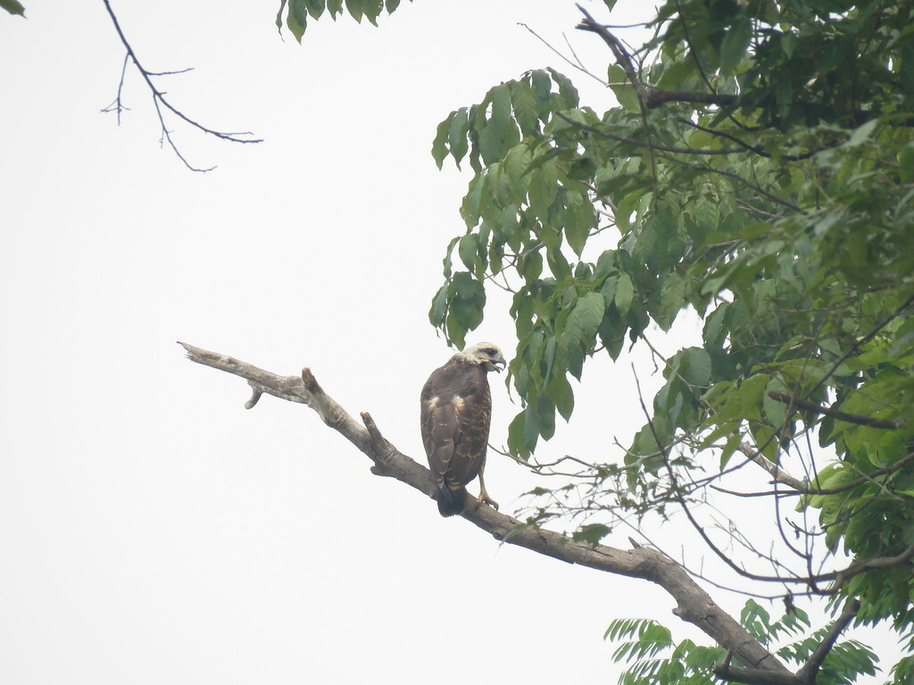 Black-collared Hawk from Careiro - State of Amazonas, Brazil on October ...