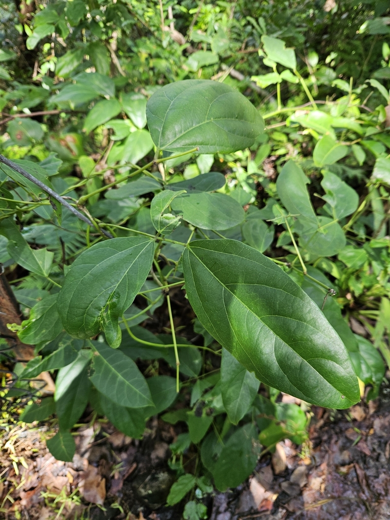 Burny Bean from Burleigh Heads QLD 4220, Australia on April 6, 2024 at ...