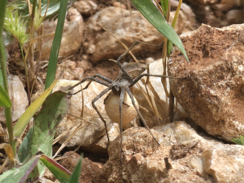European Nursery Web spider from Haifa, Israel on April 6, 2024 at 11: ...