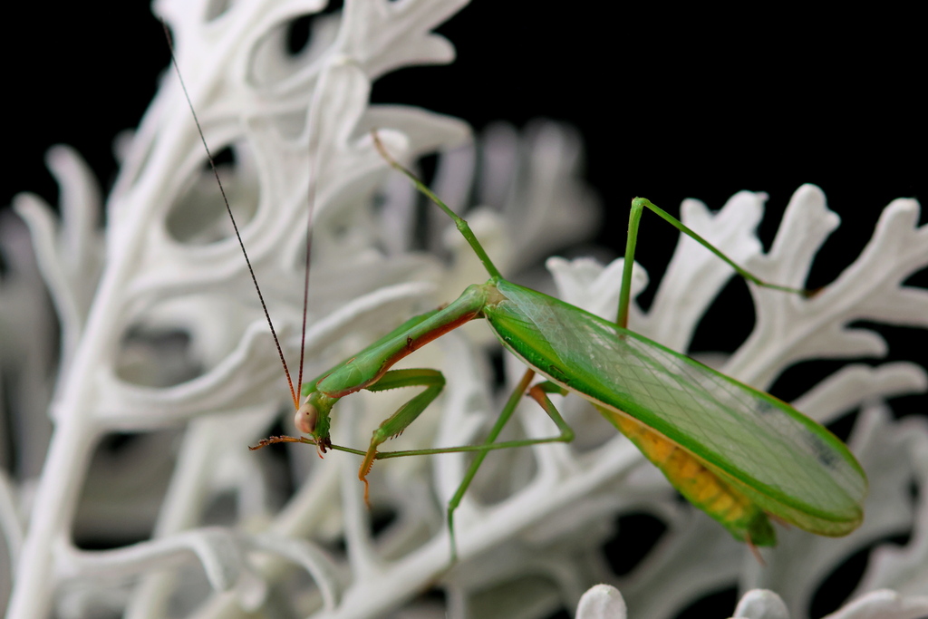 False Garden Mantis from Melbourne VIC, Australia on March 12, 2024 at ...