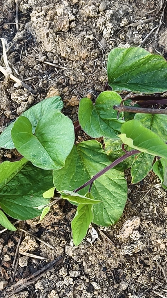 Turpeth from Kenting, Kenting, TW-TA-PT, TW-TA, TW on April 6, 2024 at ...