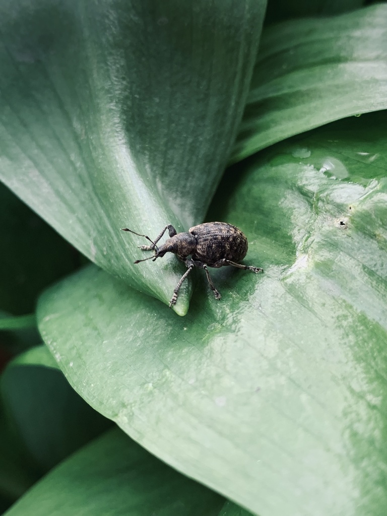 chequered weevil from Den Bank Dr, Sheffield, England, GB on April 6 ...