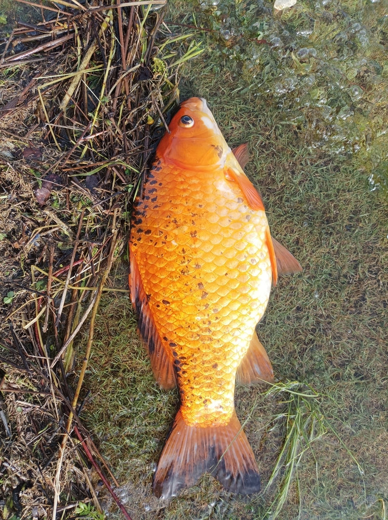 Goldfish from 6F7H+42, 7220 Alqueva, Portugal on April 5, 2024 by Inês ...