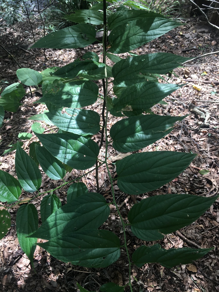 Nettle Tree from Moon St, Caboolture South, QLD, AU on April 6, 2024 at ...