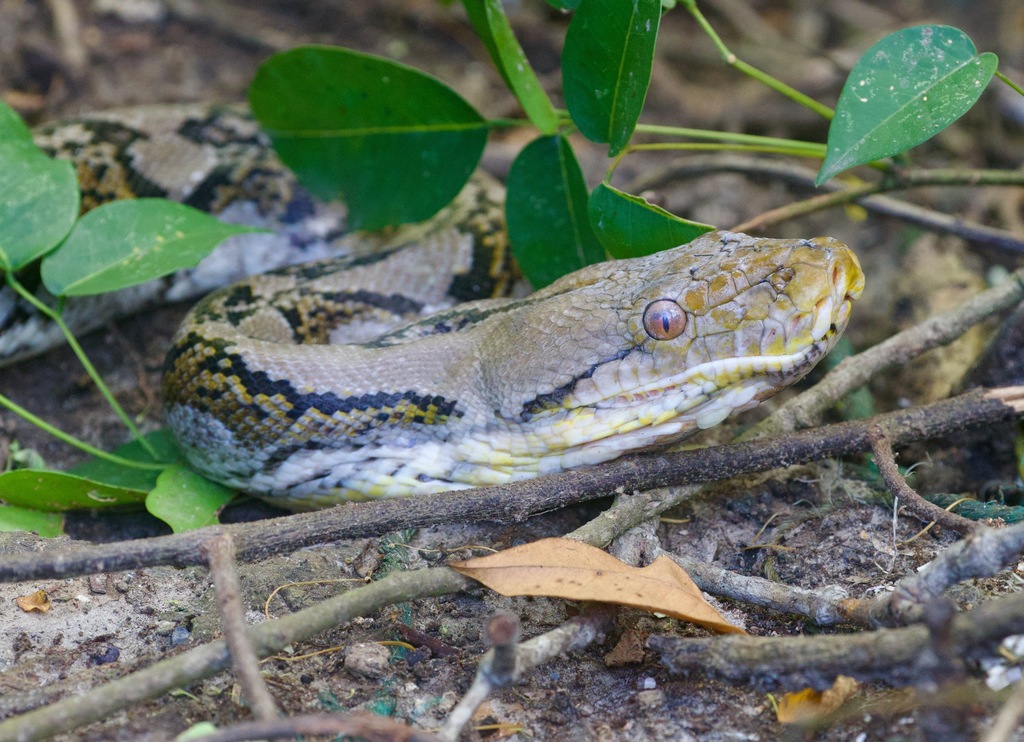 Reticulated Python from Kuta Selatan, South Kuta, Badung Regency, Bali ...