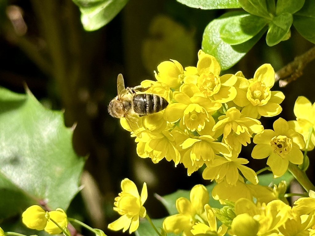 Western Honey Bee in April 2024 by elkemi · iNaturalist