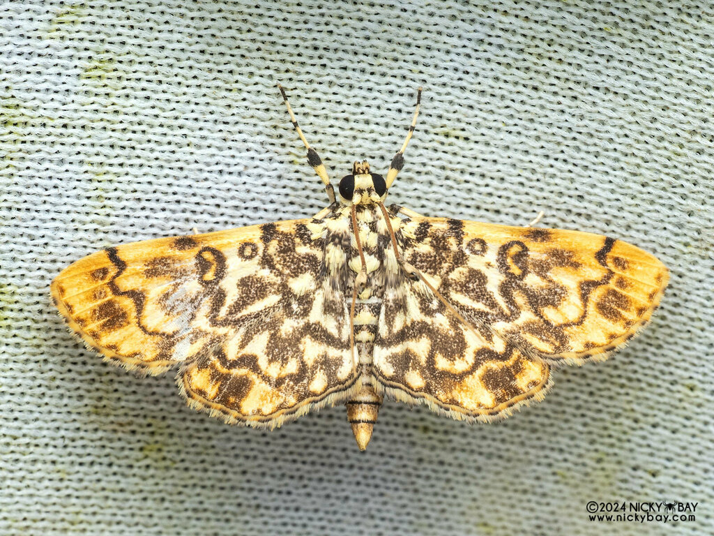 Pearl Moths from Trusmadi Forestry reserve FMU 10, Apin Apin, 89000 ...
