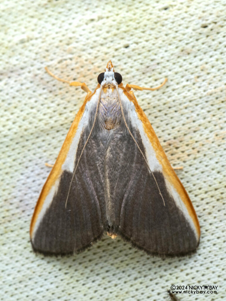 Pearl Moths from Trusmadi Forestry reserve FMU 10, Apin Apin, 89000 ...