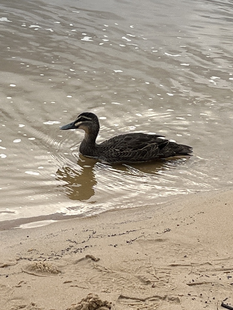 Pacific Black Duck from South Perth, AU-WA, AU on November 23, 2022 at ...