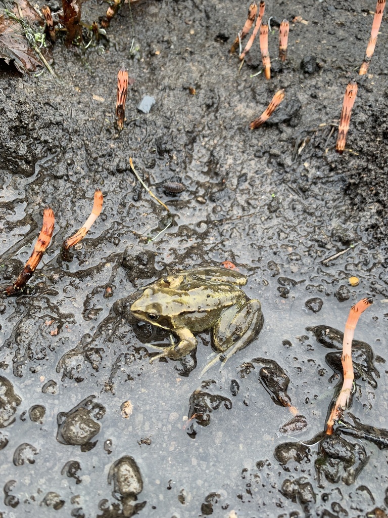 European Common Frog from Hendon Road, Gateshead, England, GB on April ...