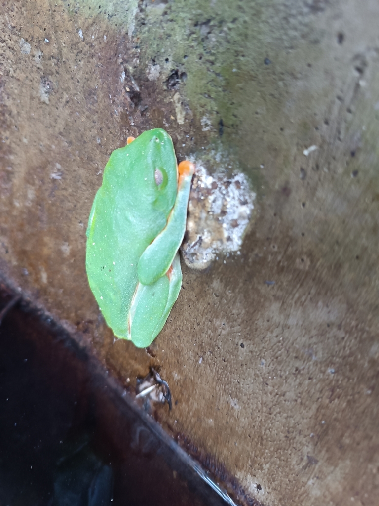 Black-eyed Tree Frog from 94885 Ver., México on April 5, 2024 at 05:21 ...