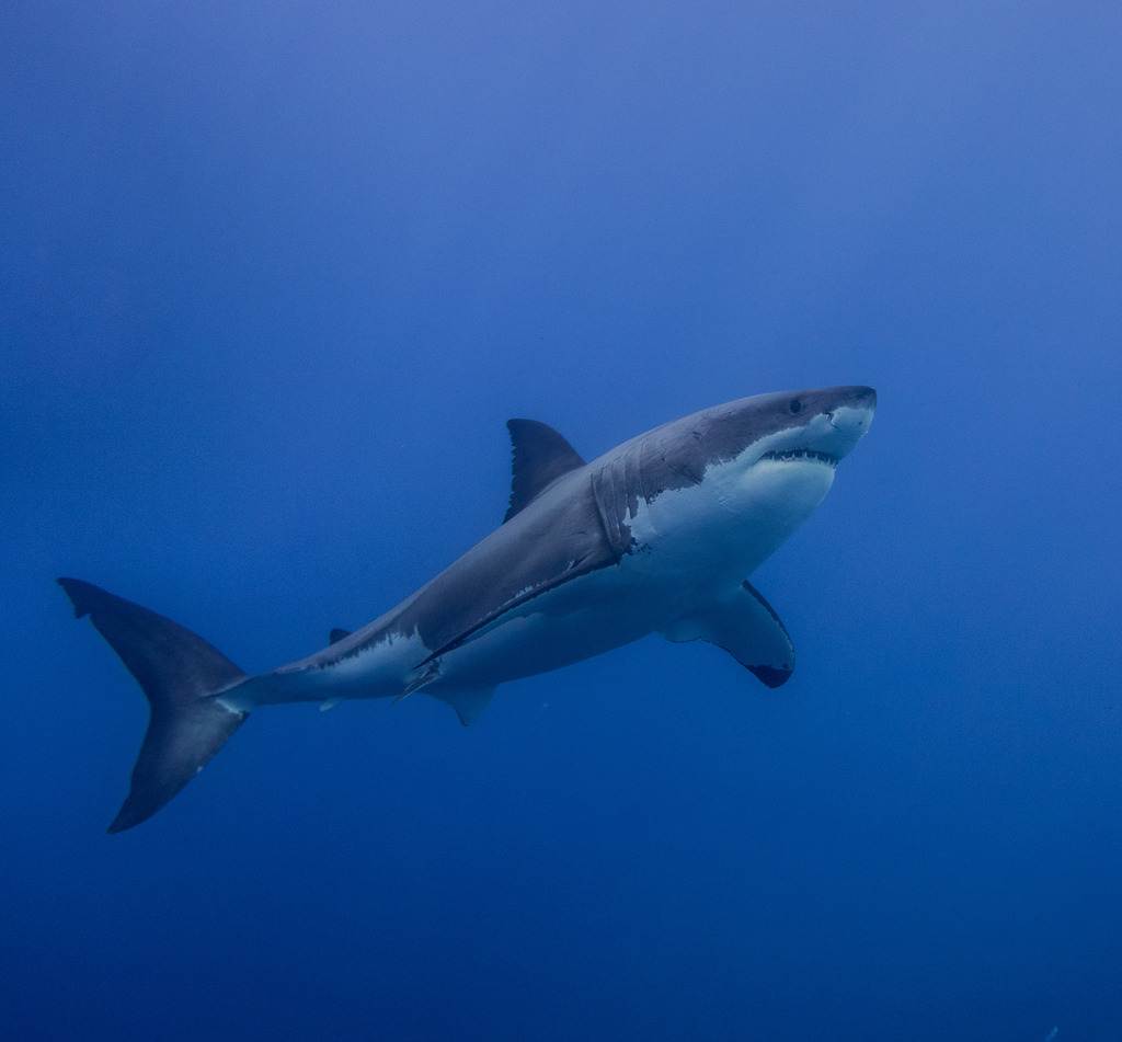 Great White Shark from Ensenada, MX-BN, MX on October 8, 2018 at 04:32 ...