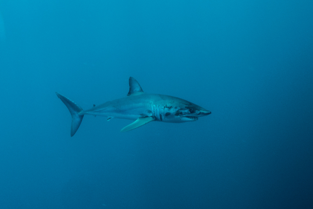 Shortfin Mako in April 2022 by Ben Illis · iNaturalist