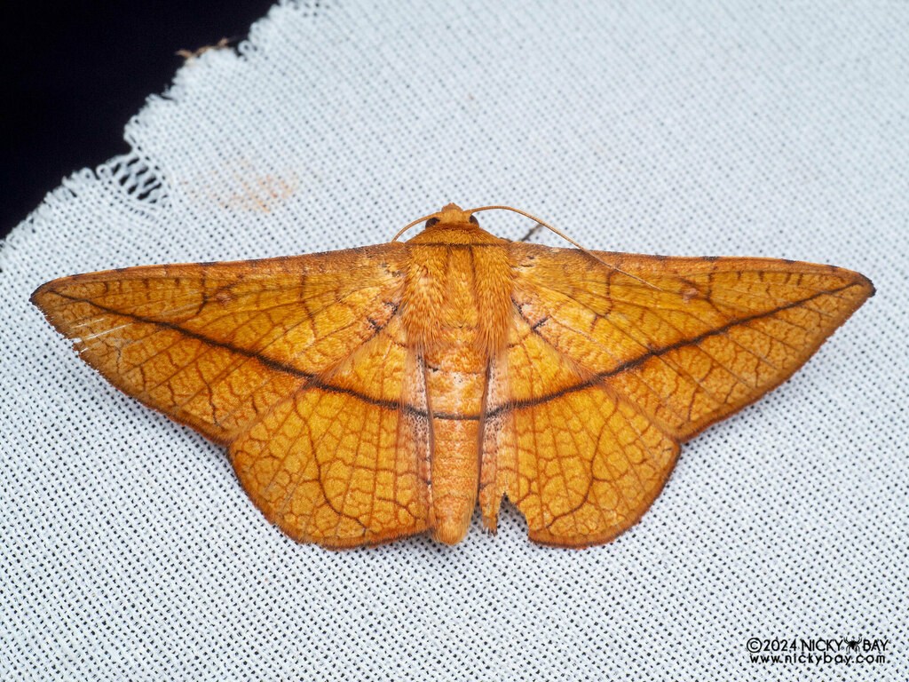 Window-winged Moths from Trusmadi Forestry reserve FMU 10, Apin Apin ...