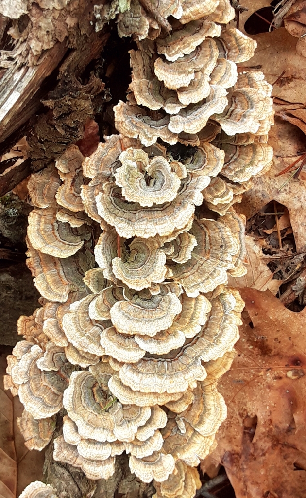 turkey-tail from Foxborough, MA 02035, USA on April 6, 2024 by Jeffrey ...