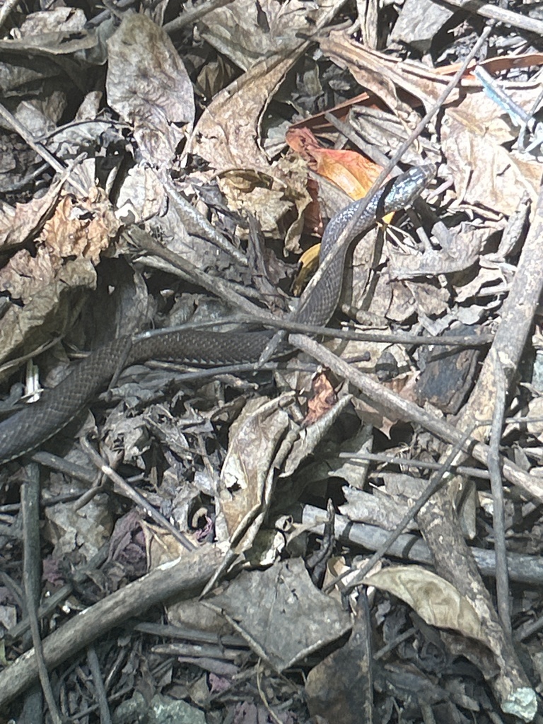 Puerto Rican Racer from Puerto Rico, San Juan, Puerto Rico, US on April ...