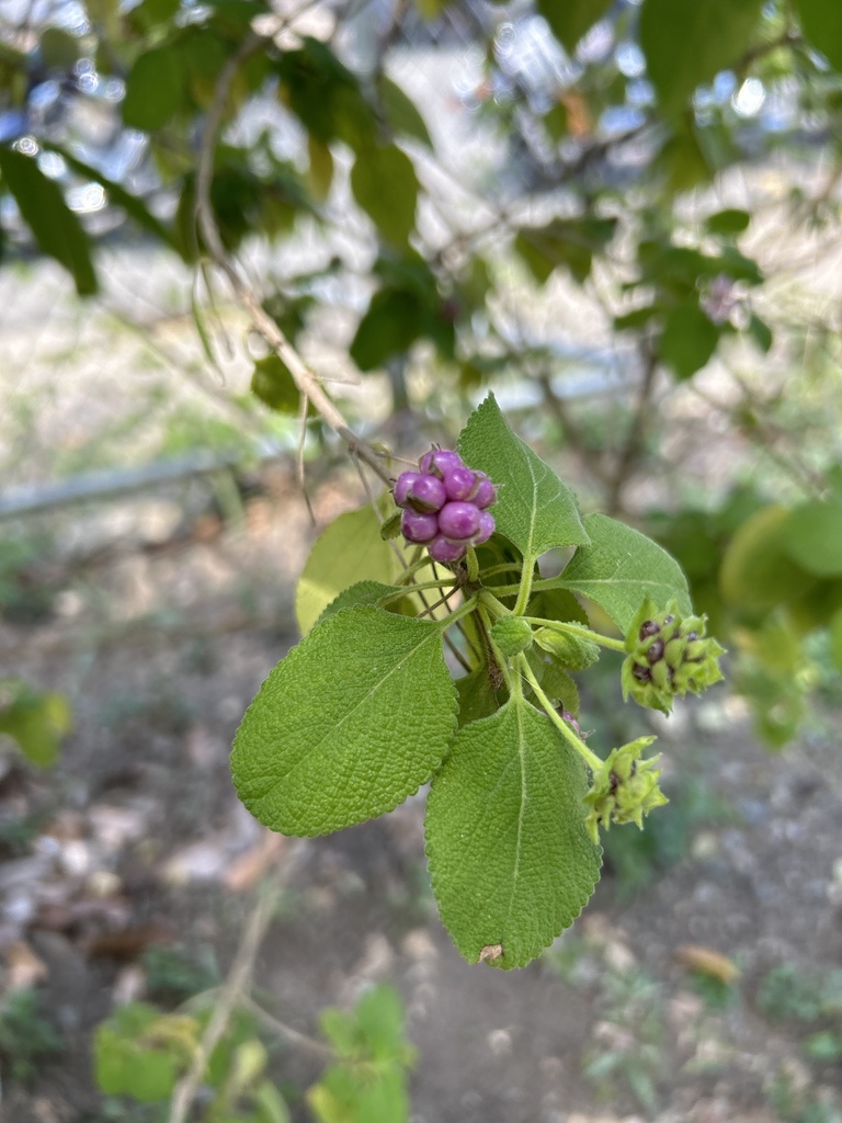 Button Sage from Puerto Rico, San Juan, Puerto Rico, US on April 6 ...