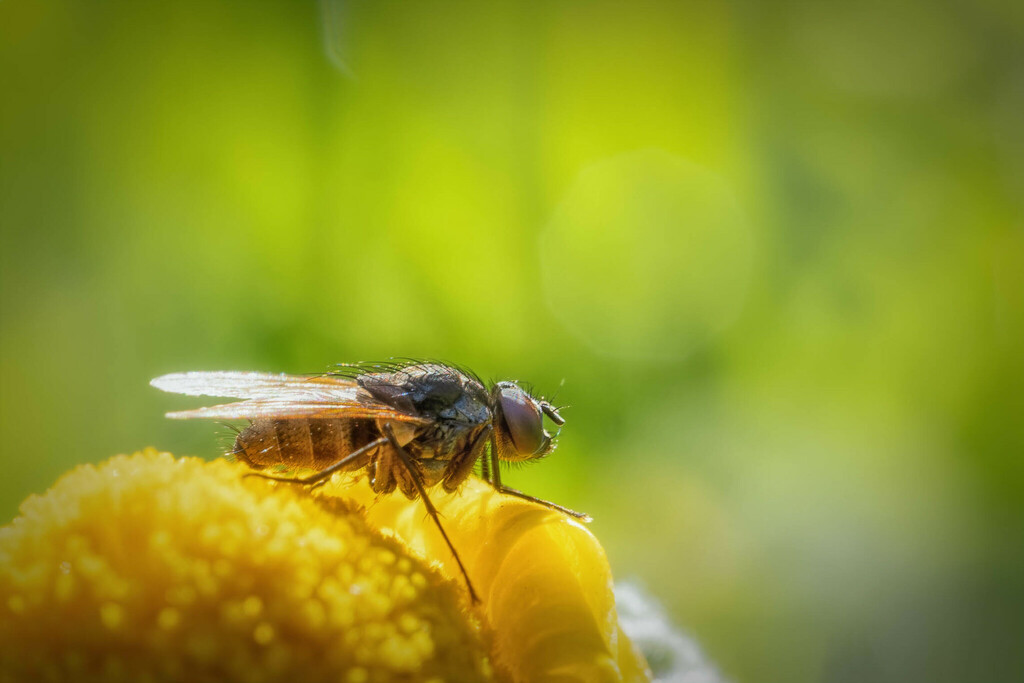 Muscoid Flies from Austin, TX, USA on April 4, 2024 at 08:41 AM by ...