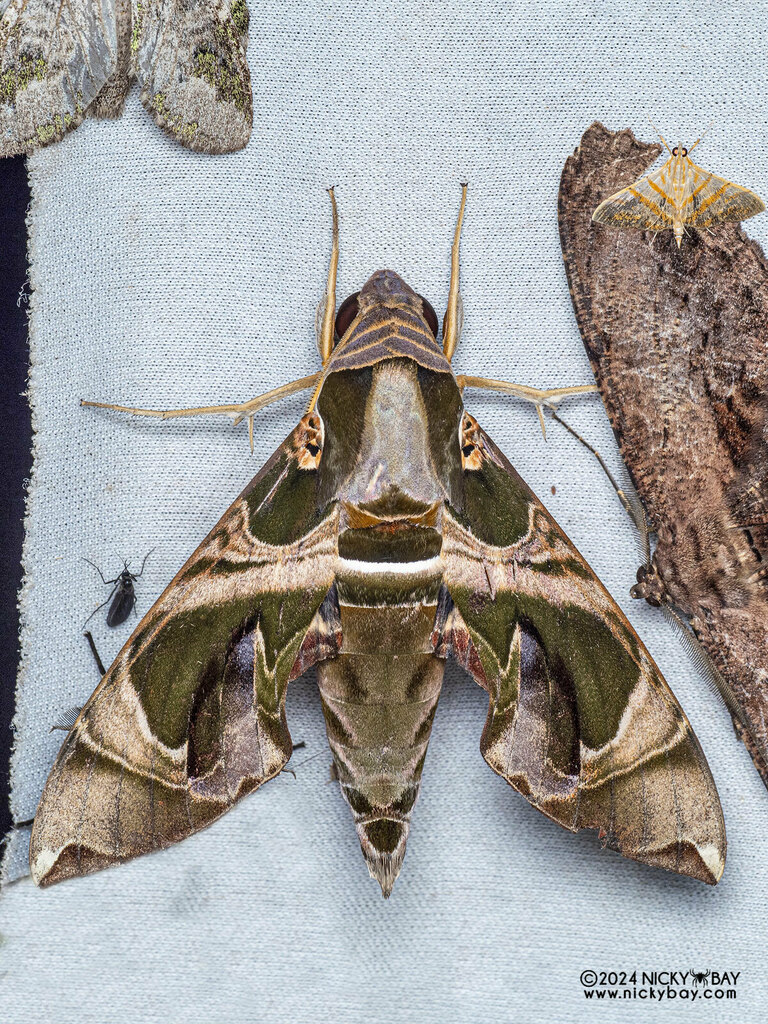 Jade Hawkmoth from Trusmadi Forestry reserve FMU 10, Apin Apin, 89000 ...