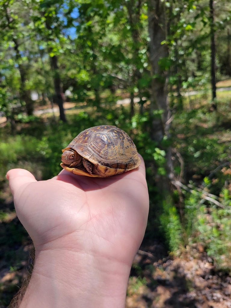 Three-toed Box Turtle in April 2024 by Joseph C Johnson · iNaturalist