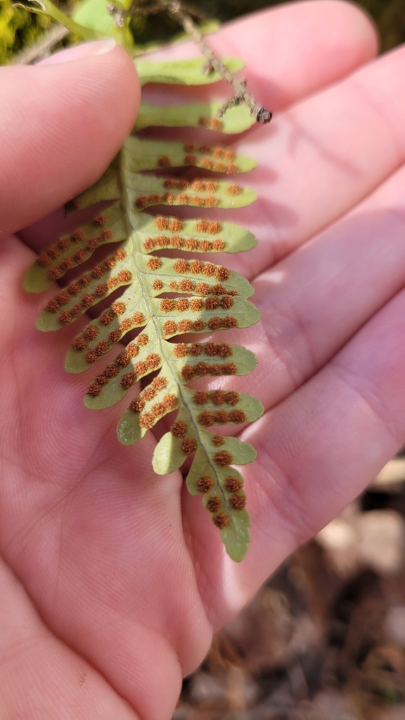 rock polypody from Maribel, WI 54227, USA on April 5, 2024 at 12:45 PM ...
