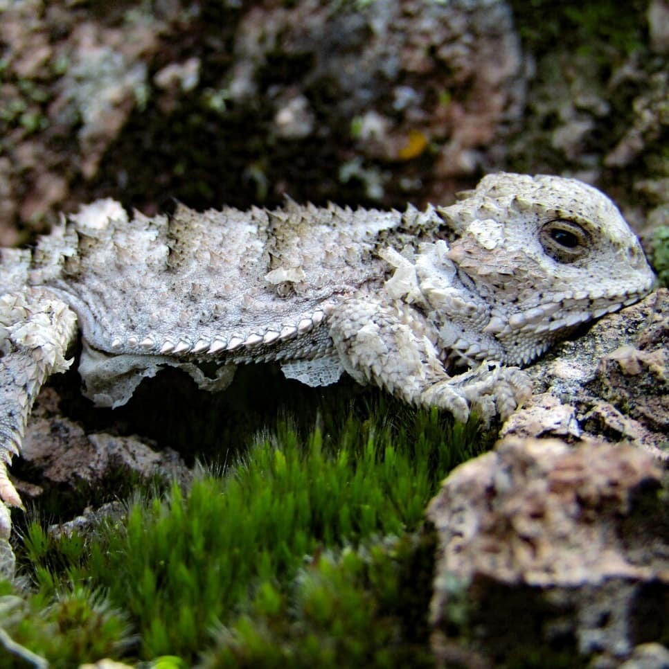 Mountain Horned Lizard from Ochocachi, Chih., México on September 10 ...