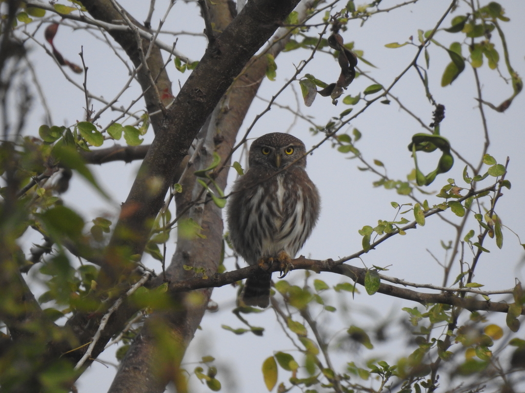 Colima Pygmy-Owl from Manzanillo, Col., México on April 25, 2019 at 08: ...