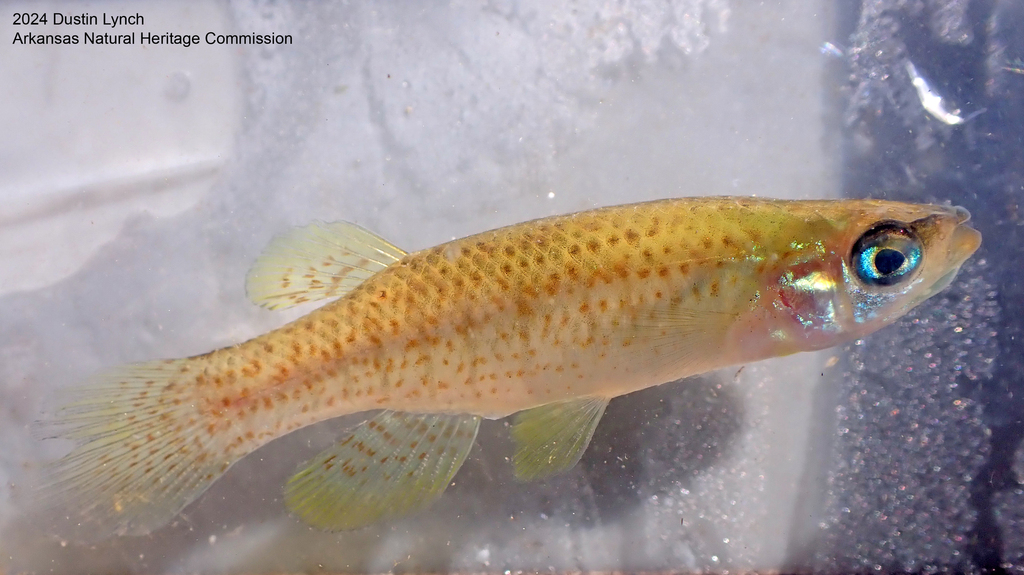 Golden Topminnow from Warren Prairie Natural Area - creek crossing on ...