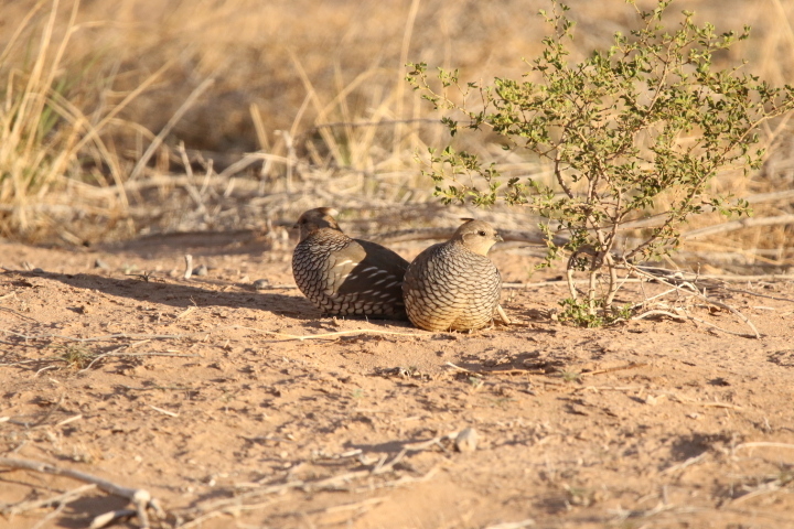 Scaled Quail from Ahumada, Chih., México on March 31, 2024 at 07:45 AM ...