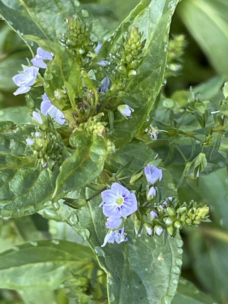 blue water-speedwell from Sand to Snow National Monument, Whitewater ...
