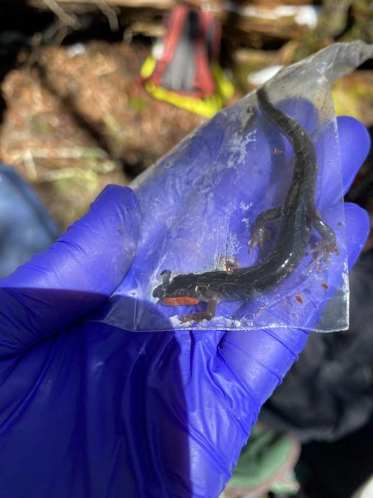 Red-cheeked Salamander in April 2024 by Laura Dixson · iNaturalist