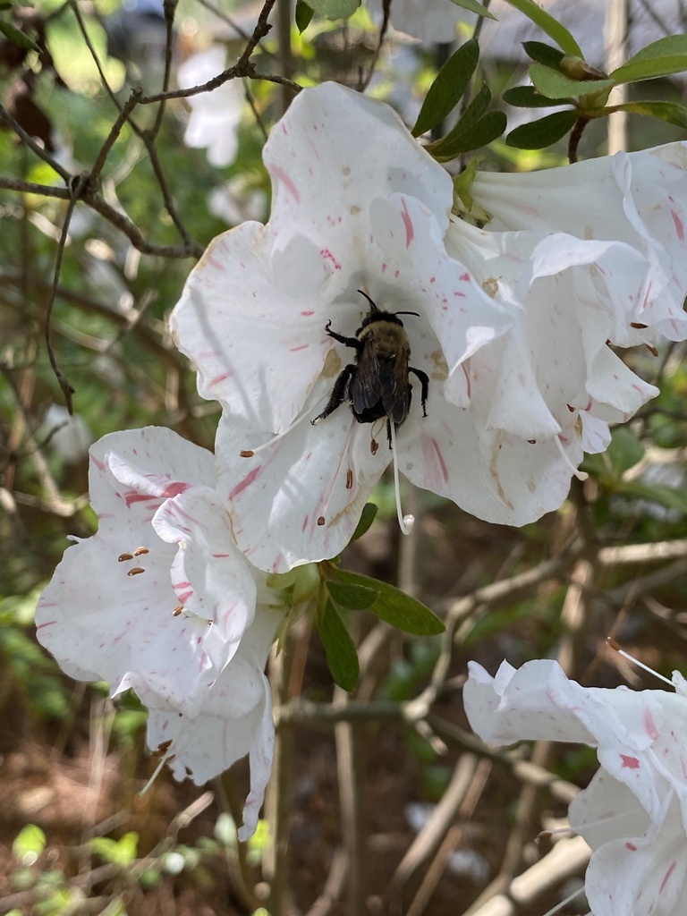 Blueberry Digger Bee from Robb Street West Ext, Summit, MS, US on April ...