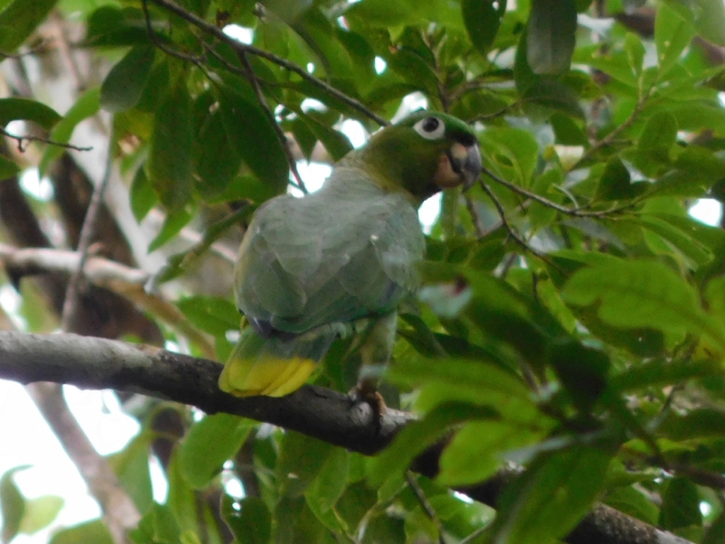 Mealy Parrot in March 2024 by Harlin Maldonado Howard · iNaturalist