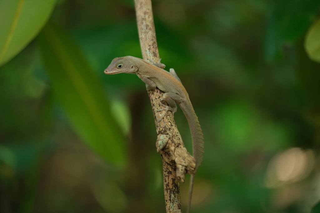 Crested Anole from Puerto Rico, San Juan, Puerto Rico, US on April 6 ...