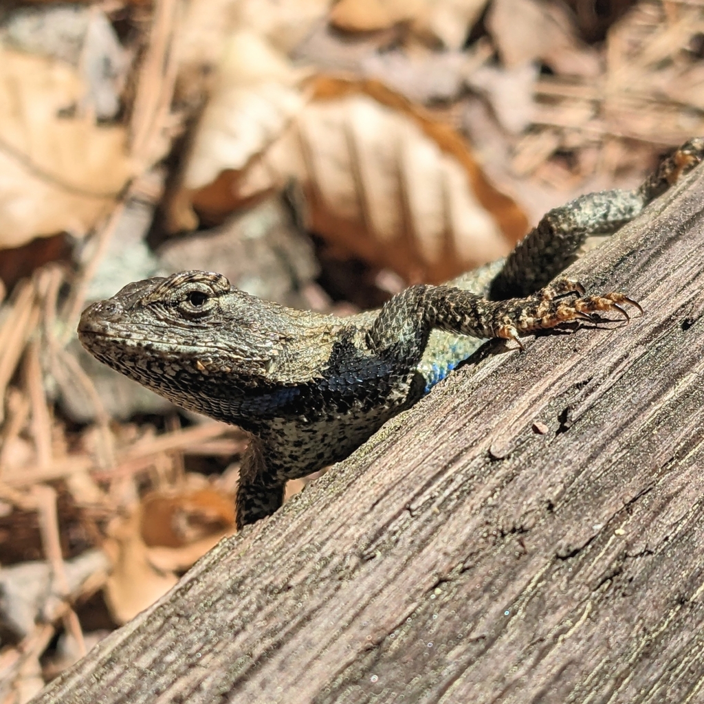 Eastern Fence Lizard from Raleigh, NC 27612, USA on April 5, 2024 at 01 ...