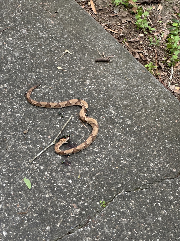 Eastern Copperhead from Valley Heather Ct, Houston, TX, US on April 1 ...