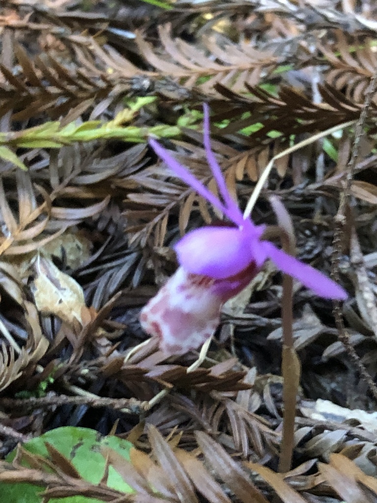 Western Fairy-slipper from Jenner, CA, US on April 6, 2024 at 12:26 PM ...