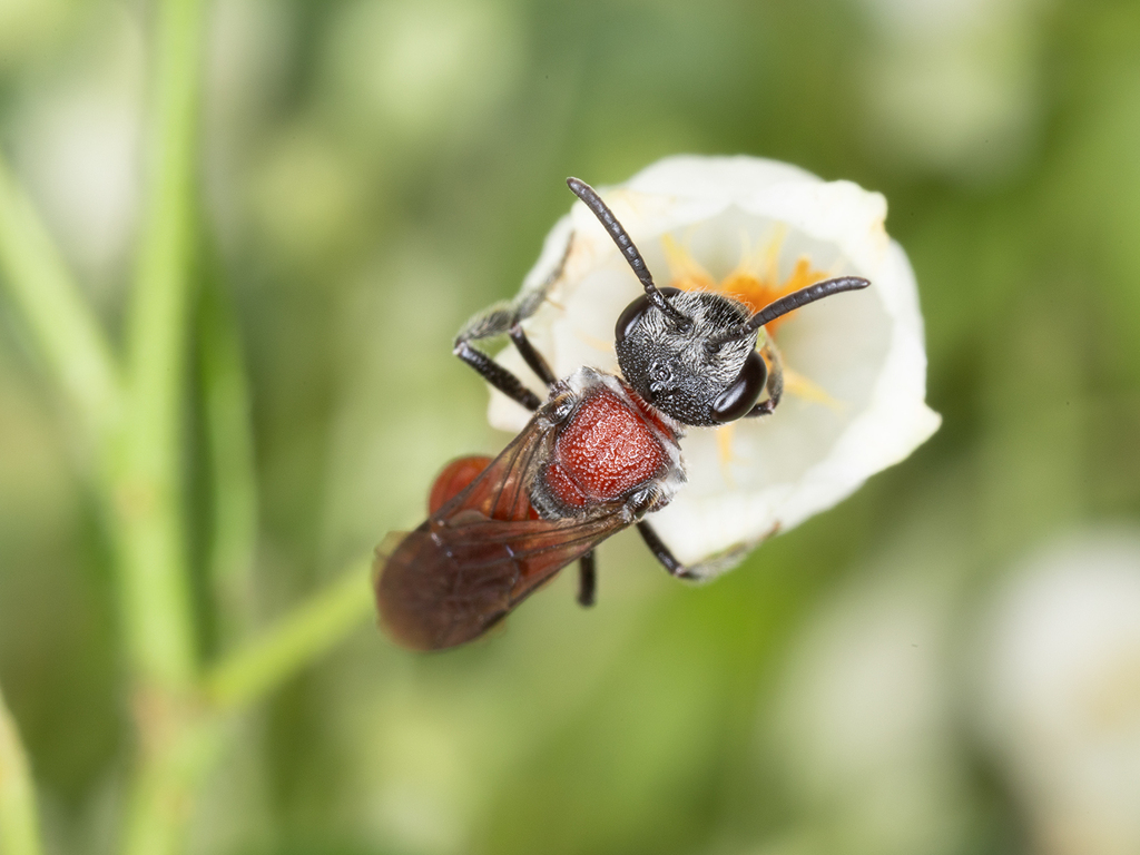 Fiery Cyclops Blood Bee from Gainesville, FL, USA on April 5, 2024 at ...