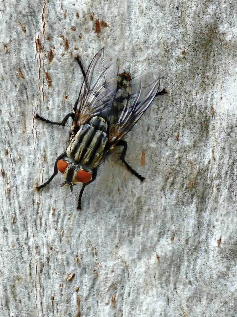 Common Flesh Flies from Adelaide SA 5000, Australia on April 7, 2024 at ...
