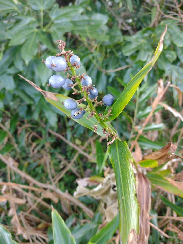 Native Ginger from Maleny QLD 4552, Australia on April 7, 2024 at 12:58 ...
