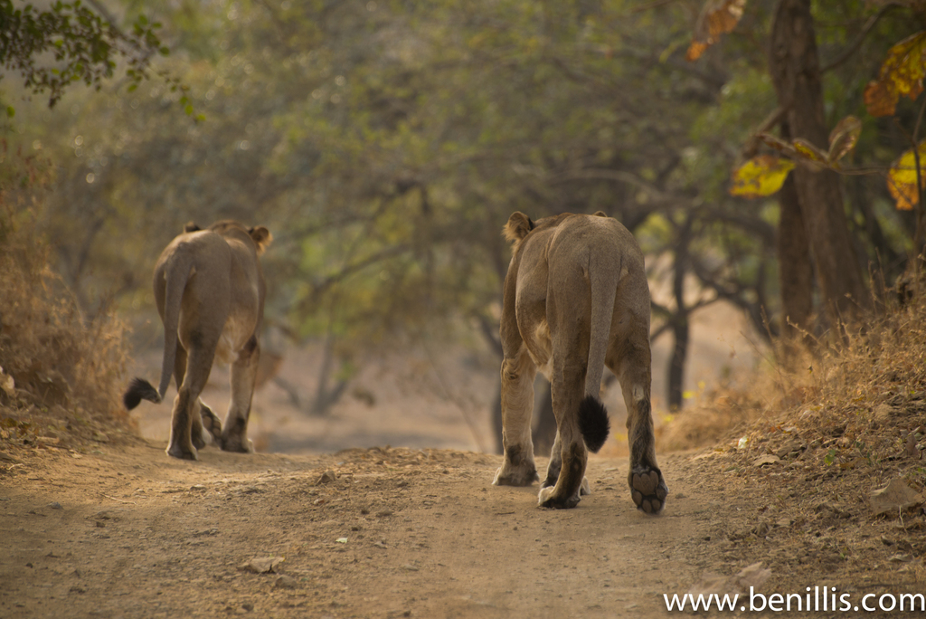 Northern Lion in January 2014 by Ben Illis · iNaturalist