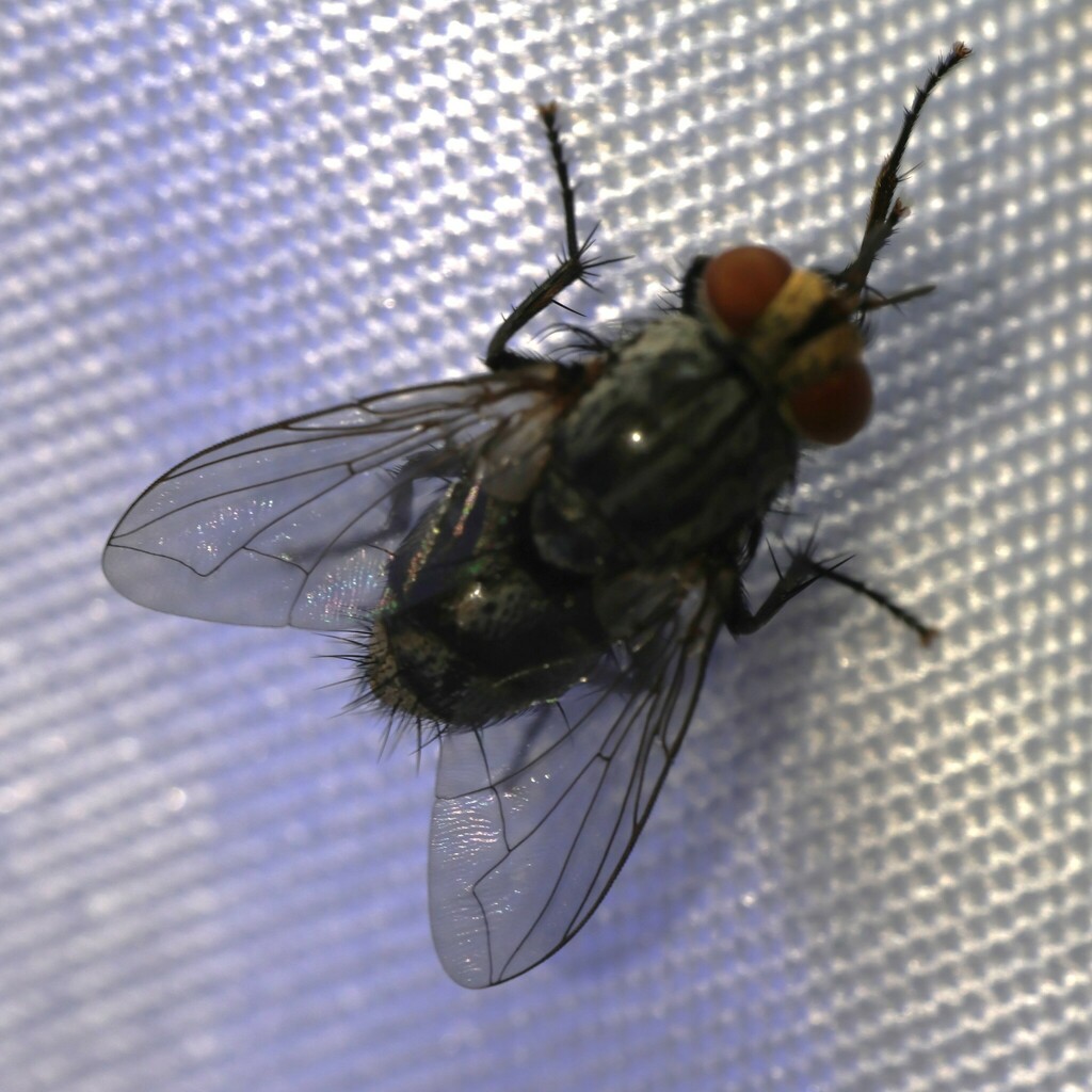 Bot Flies, Blow Flies, and Allies from Lewisville, TX, USA on March 30 ...