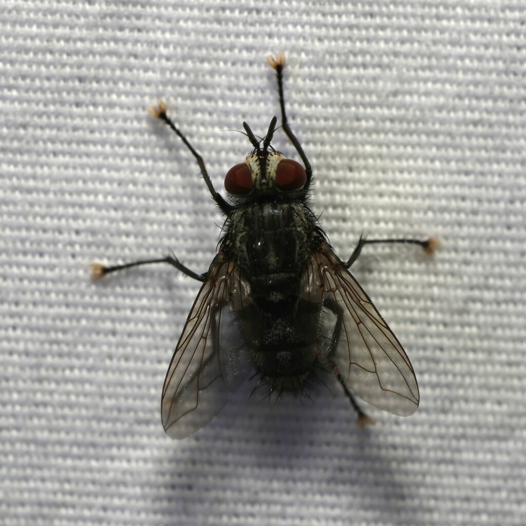 Bot Flies, Blow Flies, and Allies from Lewisville, TX, USA on March 30 ...